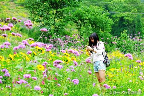 阿垻汶川花叢中拍照的女生 每日頭條