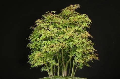 Acer Palmatum Yukihime