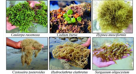 Seaweed Species Collected From Saint Martins Island Download