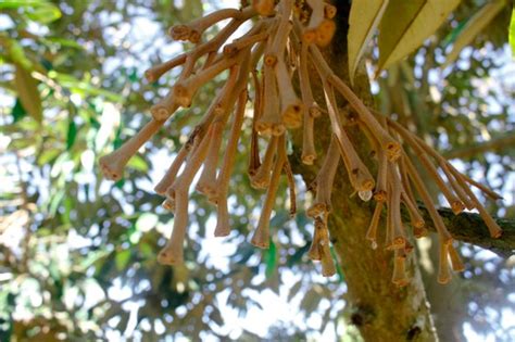 ရေပြတ်လပ်မှုကြောင့် ဒူးရင်းပန်းနှင့် အသီးများ ဆုံးရှုံးခြင်းကြောင့် Quang Ngai ဥယျာဉ်မှူးများ