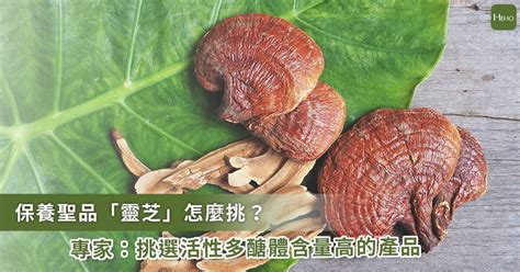 保健聖品靈芝怎麼挑專家教你一次了解 3 大挑選重點 Heho 健康台灣 LINE TODAY