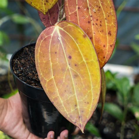 Hoya Macrophylla Red Succulentasia