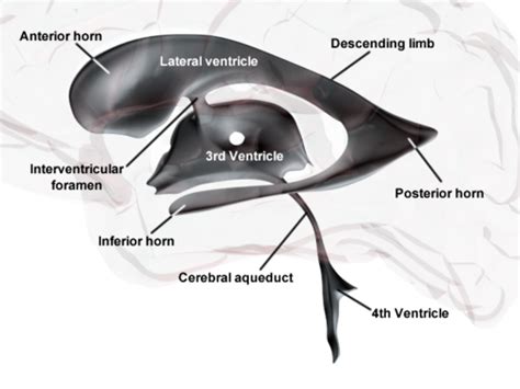 Csf Ventricles And Cisterns Flashcards Quizlet