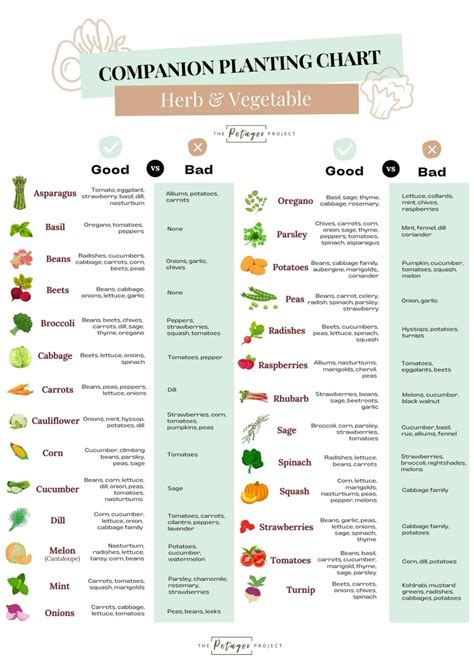 Vegetable Companion Planting Guide Pairings For Success