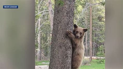 Man Shoots Bear Cub That Breaks Into Home Tahoe Neighbors Upset Ktvu