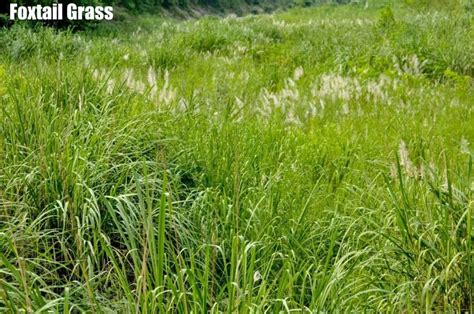 Download Grass Identification Pictures 1355 X 900