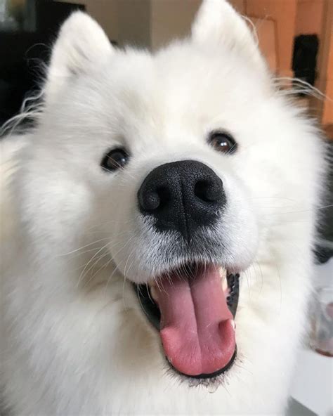 Топ 10 пород безобидных собак отлично подходящих в качестве любимцев изящность и нежность на