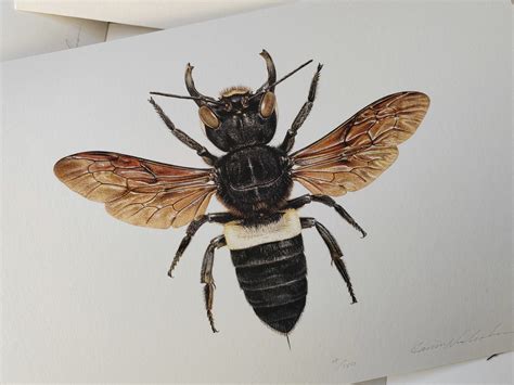 Megachile Pluto A4 Sized Limited Edition Art Print Wallaces Giant B