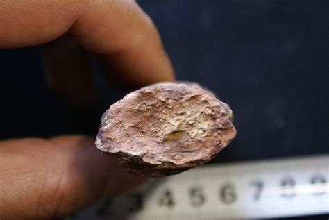 Strange Nodule Coprolite Fossil Id The Fossil Forum