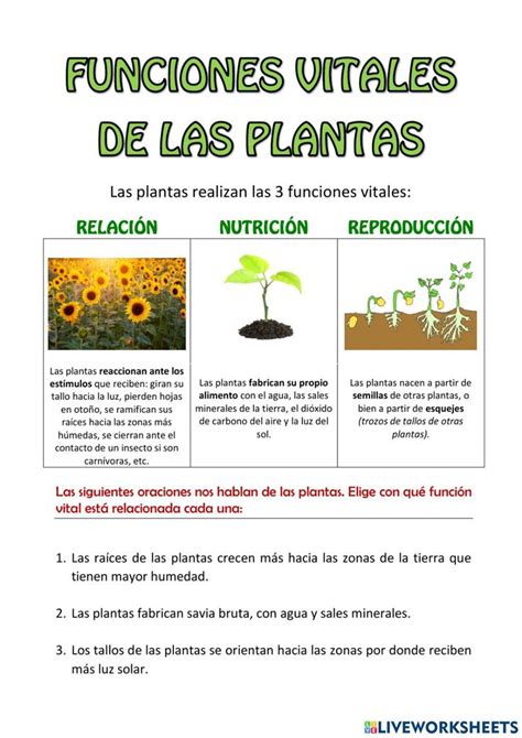 Funciones Vitales De Las Plantas