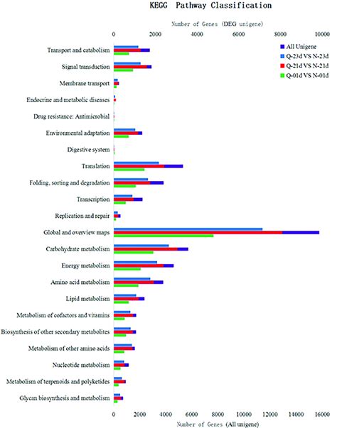 Functional Distribution Of Kegg Annotation The Kegg Metabolic Pathway Download Scientific