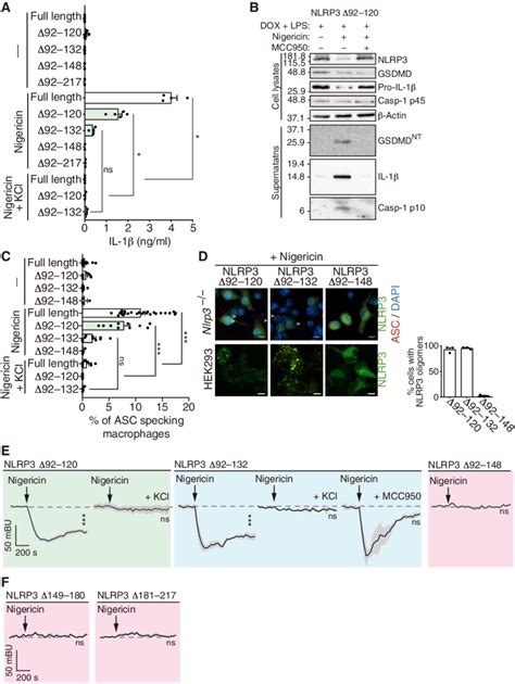 The Sequence Between Pyd And Natch Domains Is Important For Nlrp3 Download Scientific Diagram