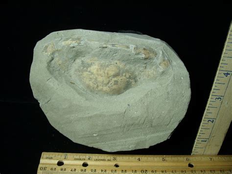 Fossil Crab 061623k The Stones Bones Collection