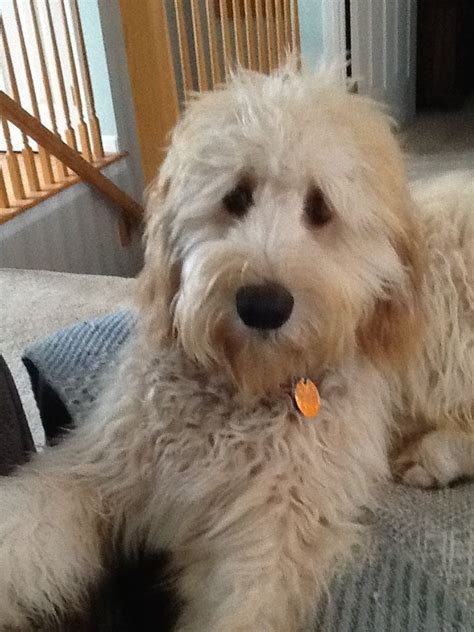 My Pretty Bailey Pup Pretty Dogs