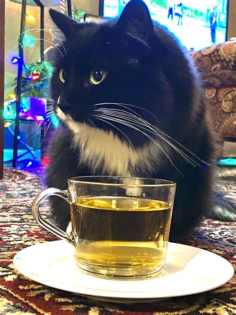 Tuxandra Tuxy For Short Enjoying Some Tea While Shes Not Screaming Into The Great Blue Yonder