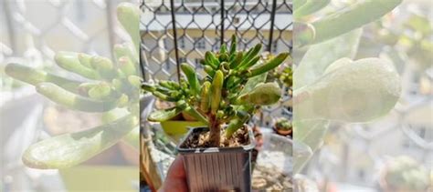 Крассула овата Коралл Crassula Ovata Coral купить в Саратове Товары для дома и дачи Авито