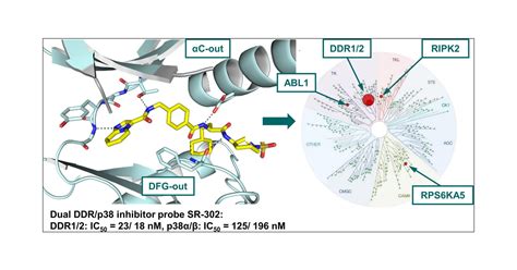 Development Of A Selective Dual Discoidin Domain Receptor Ddr P38 Kinase Chemical Probe