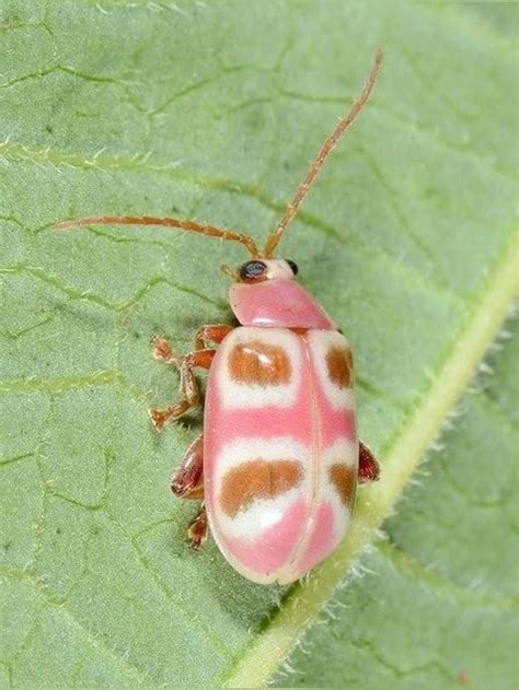 Pink And Brown Bug On Green Leaf