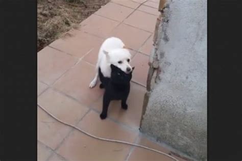 داگی های کیری