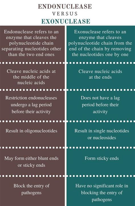 Difference Between Exonuclease And Endonuclease Class 12