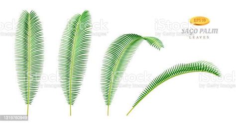 사고 야자수 잎 다른 위치와 측면에서 고립 된 단풍 열대 꽃과 이국적인 식물 관목 또는 덤불 굽기 와 직선 식물 보기 사실적인 3d 만화 벡터 3차원 형태에 대한 스톡 벡터