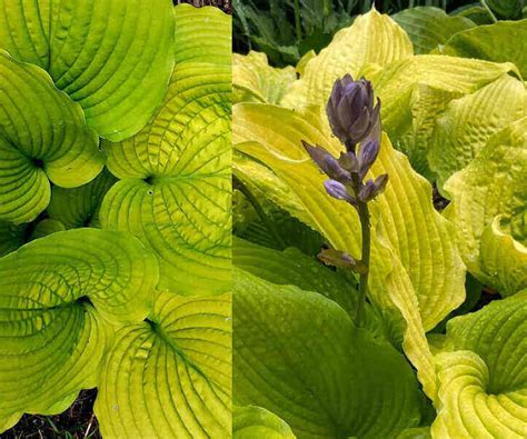 Giant Hostas 7 Best Varieties With Descriptions And Photos Garden For Indoor