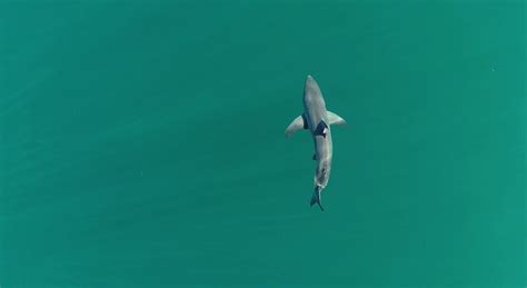 Csulb Shark Labs Early Warning System Is In Danger Theyre Asking For Help • Long Beach Post News