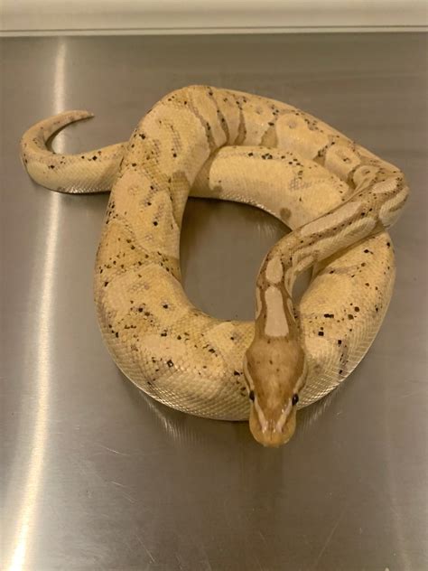 Coral Glow Cinnamon 50 Het Axanthic Vpi Ball Python By Shellback