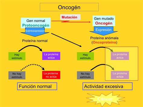 Bases Moleculares Del Cáncer Mecanismos De Oncogenes Y Protooncogenes