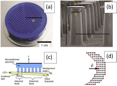 A Optical Image Of A Micro Patterned Specimen B Mushroom Shaped Download Scientific