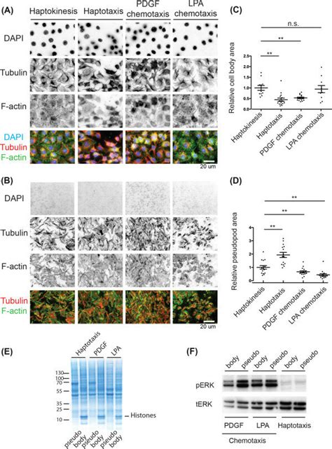 Further Characterization Of Pseudopod Purification System Ab Cell