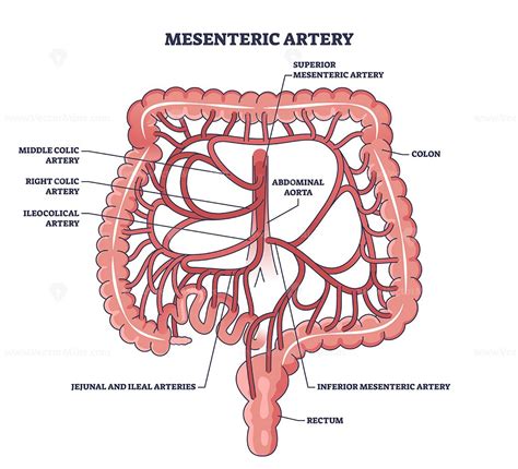 Mesenteric Artery Anatomy And Abdominal Aorta Location Outline Diagram Vectormine