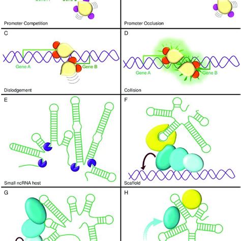 Multiplicity Of Function For Lncrna Genes And Their Transcripts At A Download Scientific