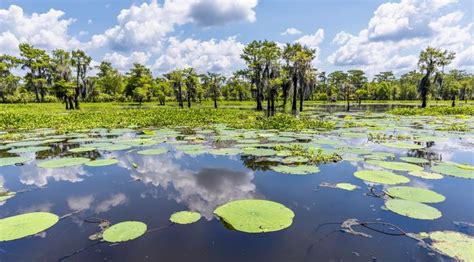20 Amazing Photographs Of Louisianas Swamps Louisiana Photography