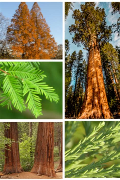 Redwoods Are Massive Coniferous Trees Within The Cyperaceae Or Cypress