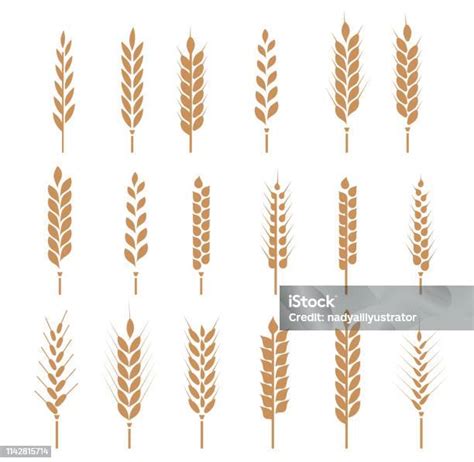 곡물 아이콘 쌀로 설정 밀 옥수수 귀리 호 밀 보 리 밀 빵 기호의 귀 벡터 일러스트 0명에 대한 스톡 벡터 아트 및 기타 이미지 Istock