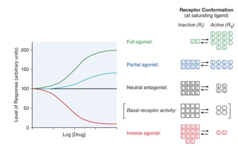 Affinity Efficacy And Potency Flashcards Quizlet