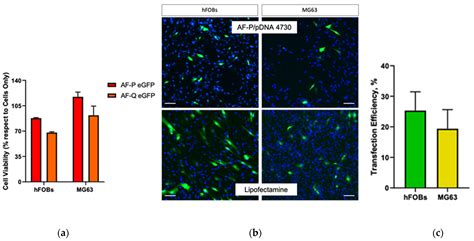 Polymers Free Full Text Influence Of Dna Type On The