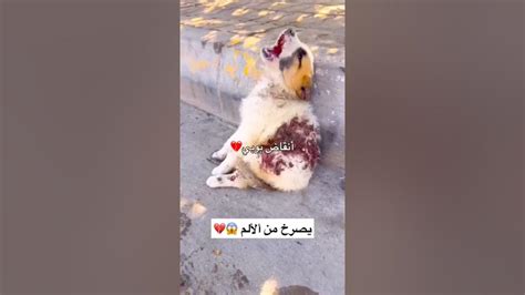 كلب صغير تعرض لهجوم ويصرخ بالشارع بدون امة😱💔 Youtube