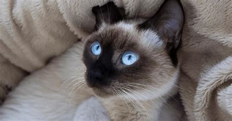 34 Facts About Siamese Cats FELIWAY