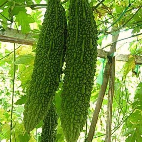 Buy Bitter Gourd F 1 Hybrid Us 555 Seeds Online In India Urja Seeds