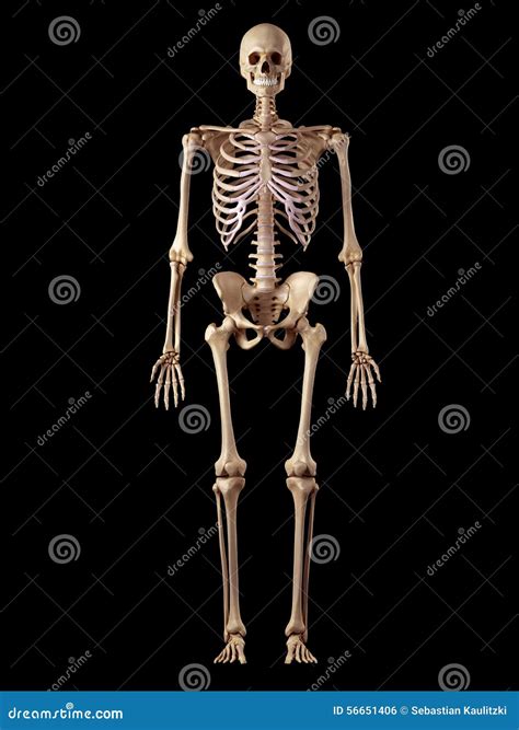 El esqueleto humano stock de ilustración Ilustración de exacto