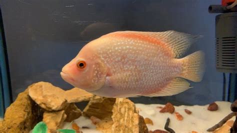 Can Someone Identify This Cichlid R Cichlid