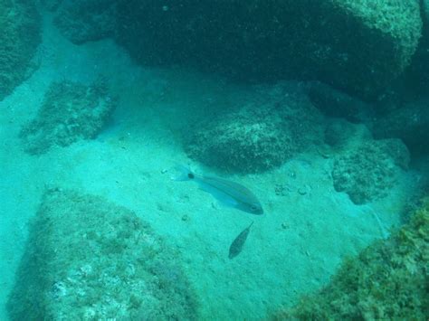 Kyphosus Sectatrix Facts Diet Habitat And Pictures On Animaliabio