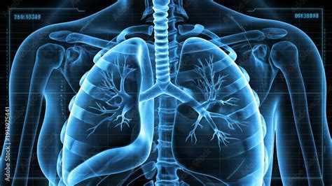 Advanced Medical Scan Reveals Glowing Blue X Ray Visualization Of The