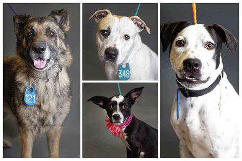 C Coding Guidelines In Software Testing