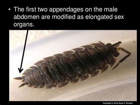 Isopod Lab Lesson Powerpoint Abiotic Factors Pill Bug Sow Bug Env…