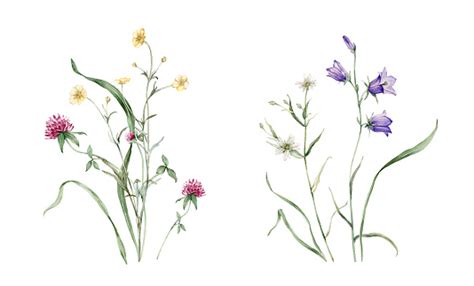여름 초원 꽃의 꽃다발의 수채화 식물 세트입니다 핑크 클로버와 블루 블루 벨의 손으로 그린 그림 노란 미나리 꽃과 푸른 잔디 통하고 있는 고립된 배경 복고풍에 대한 스톡