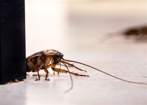 Cockroach Prevention In Singapore Cockroach Pest Control Tips