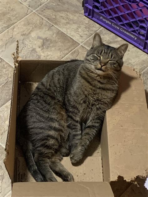 When The Catnip Hits Too Hard R A